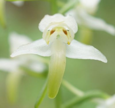 Birtish orchids - UK native orchid plant sales and more